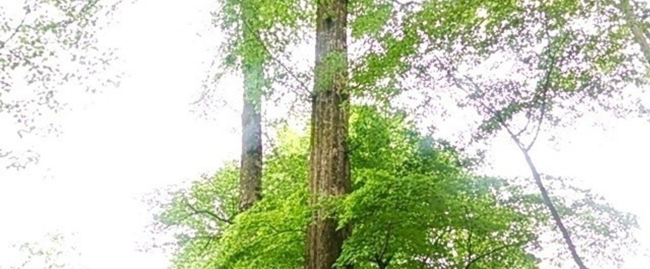 YOGA IS HOW TO LIVE.｜miyoga｜note