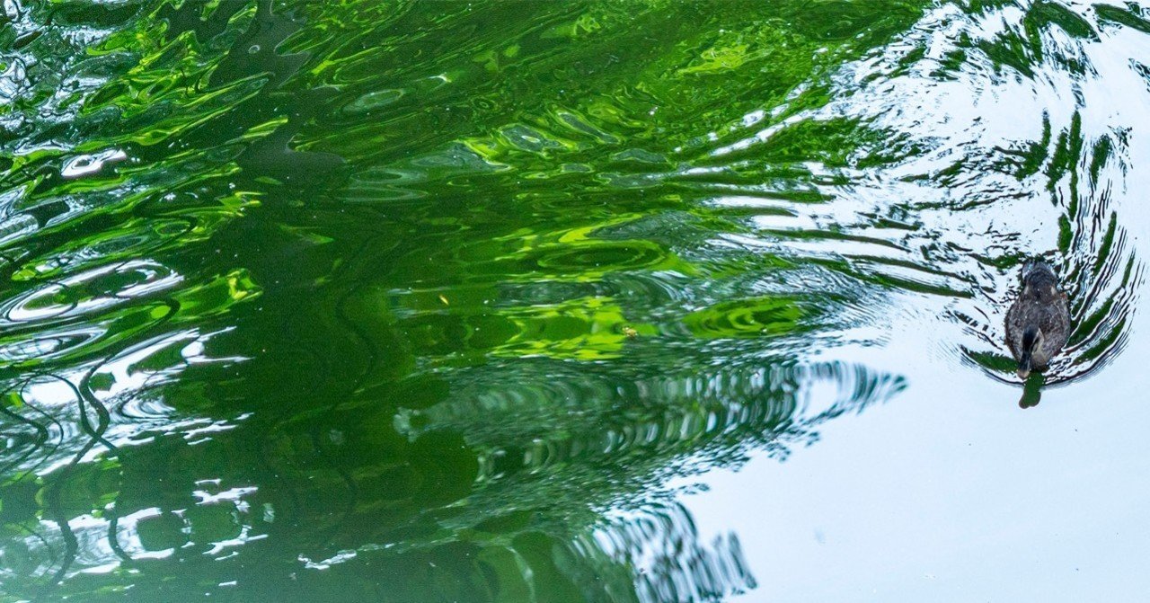 reflection/distortion_tree_03 (photo gallery)｜ぷらいまり。