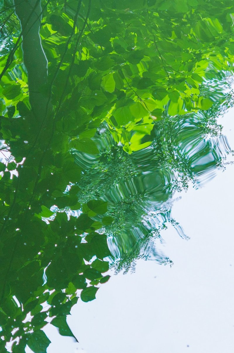 reflection/distortion_tree_03 (photo gallery)｜ぷらいまり。