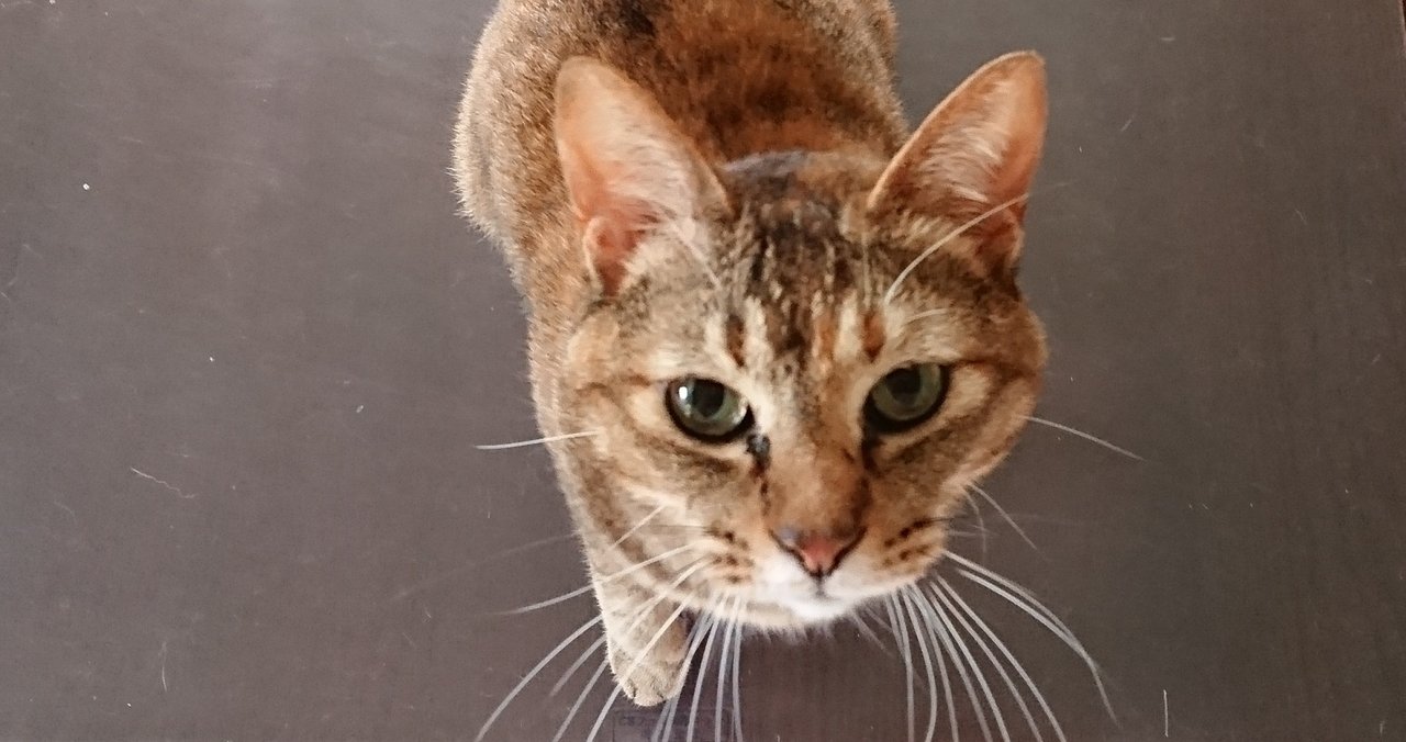 あなたの存在の波動に引き寄せは働く・真のマスターとは？｜(Linp&Ruru)本当の自分を知り、本当の自分として生きる