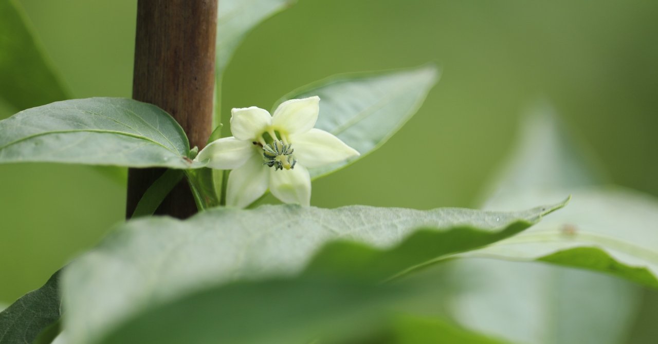 田んぼの質感｜Sosyu Kikuchi｜note