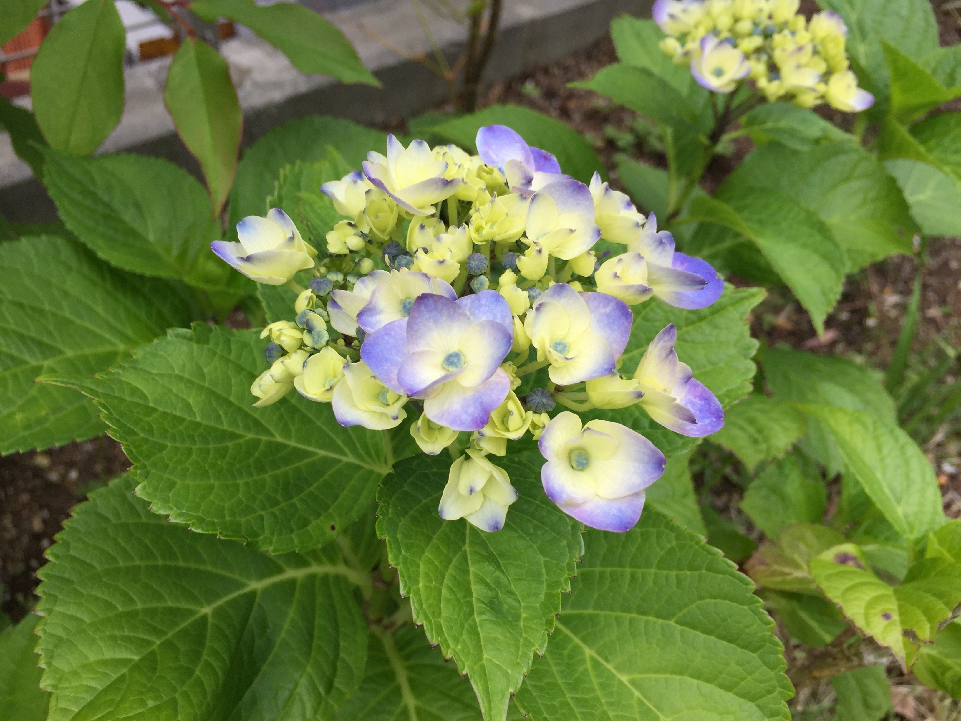 717ラジオ練習⑨ある収録が先送りに、ブランニューのブランニュー｜kousuke saito｜note