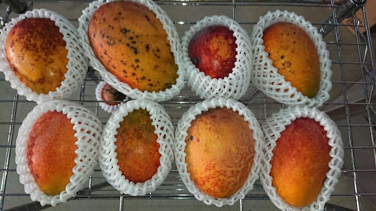 『148. マンゴー 3kg 家庭用 傷黒…(¥5,100)』 フリマアプリ「メルカリ」で販売中♪ https://www.mercari ...