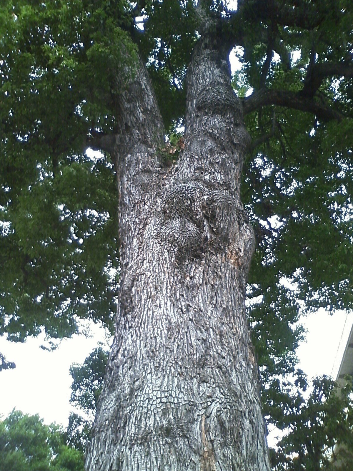 木 Wood｜安藤優 Masaru Ando