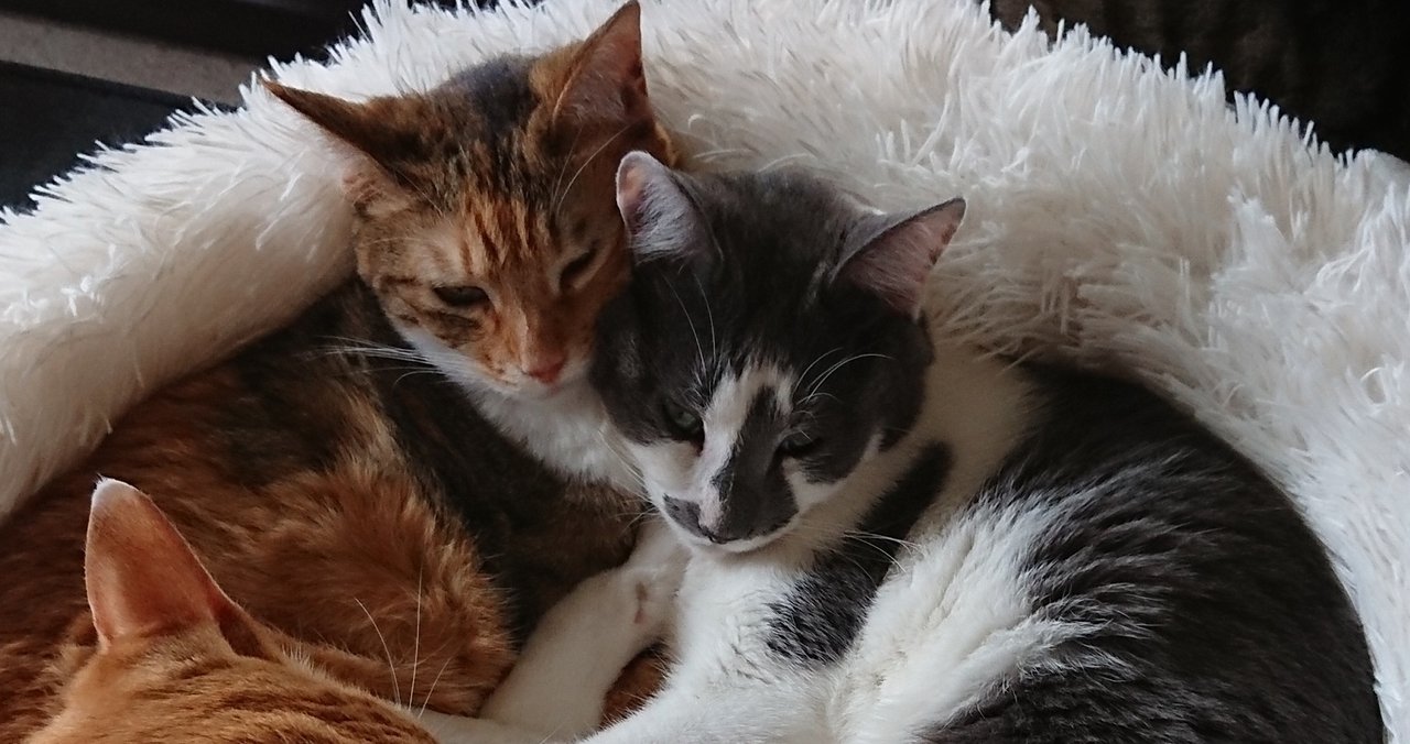 エイブラハムの教えで陥りやすい罠とジレンマ｜(Linp&Ruru)本当の自分を知り、本当の自分として生きる