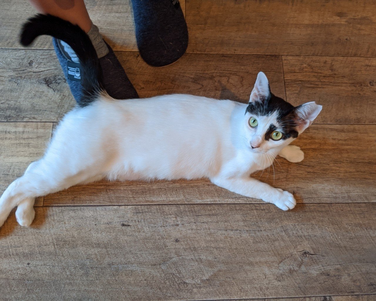 ことら出発しました！&新にゃん来ました♪｜保護猫カフェ駒猫｜note