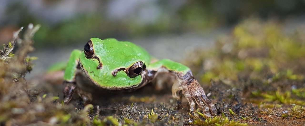 イベント盛りだくさん！｜ワニの国、東てぃもーる