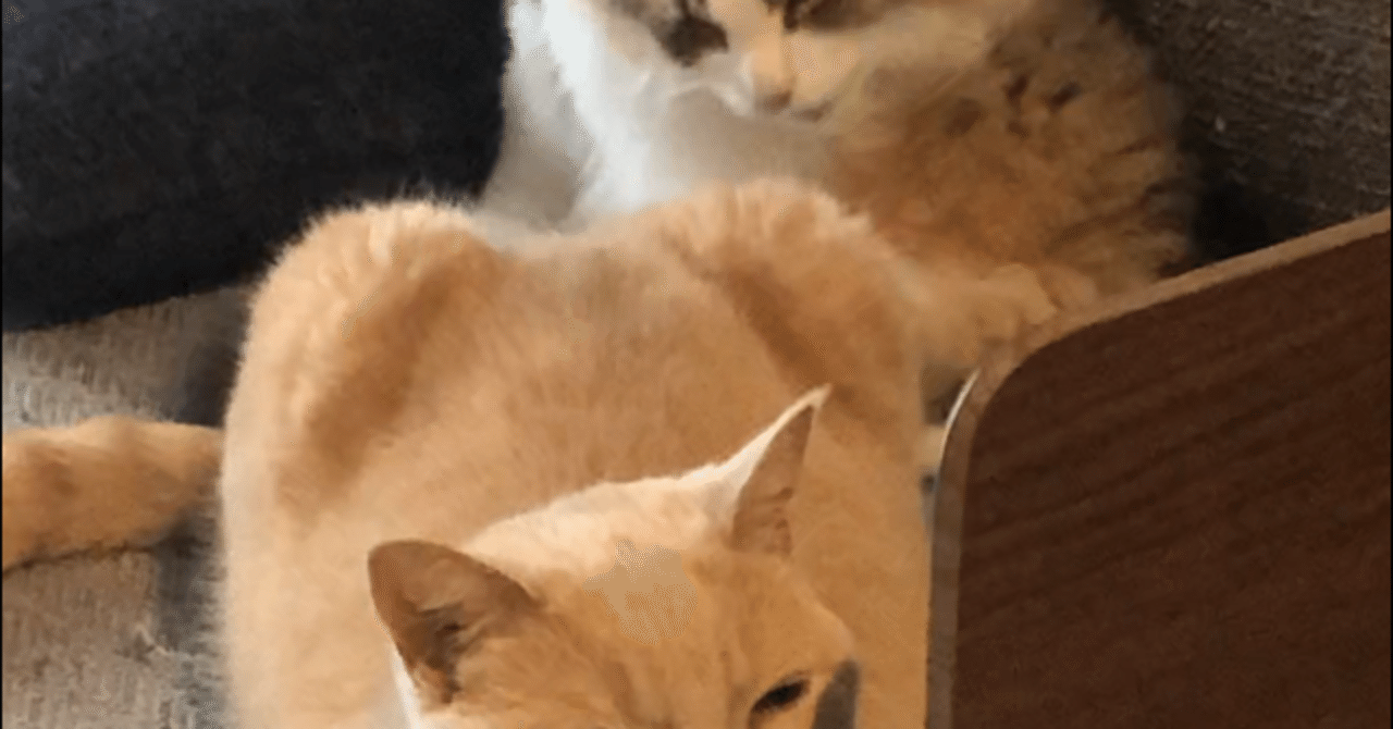 二匹だけのバカンス｜まるお｜note