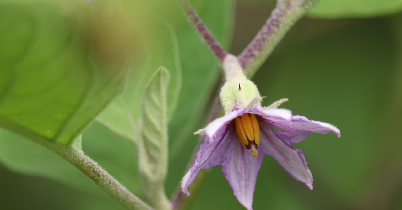 季節の匂い｜Sosyu Kikuchi｜note