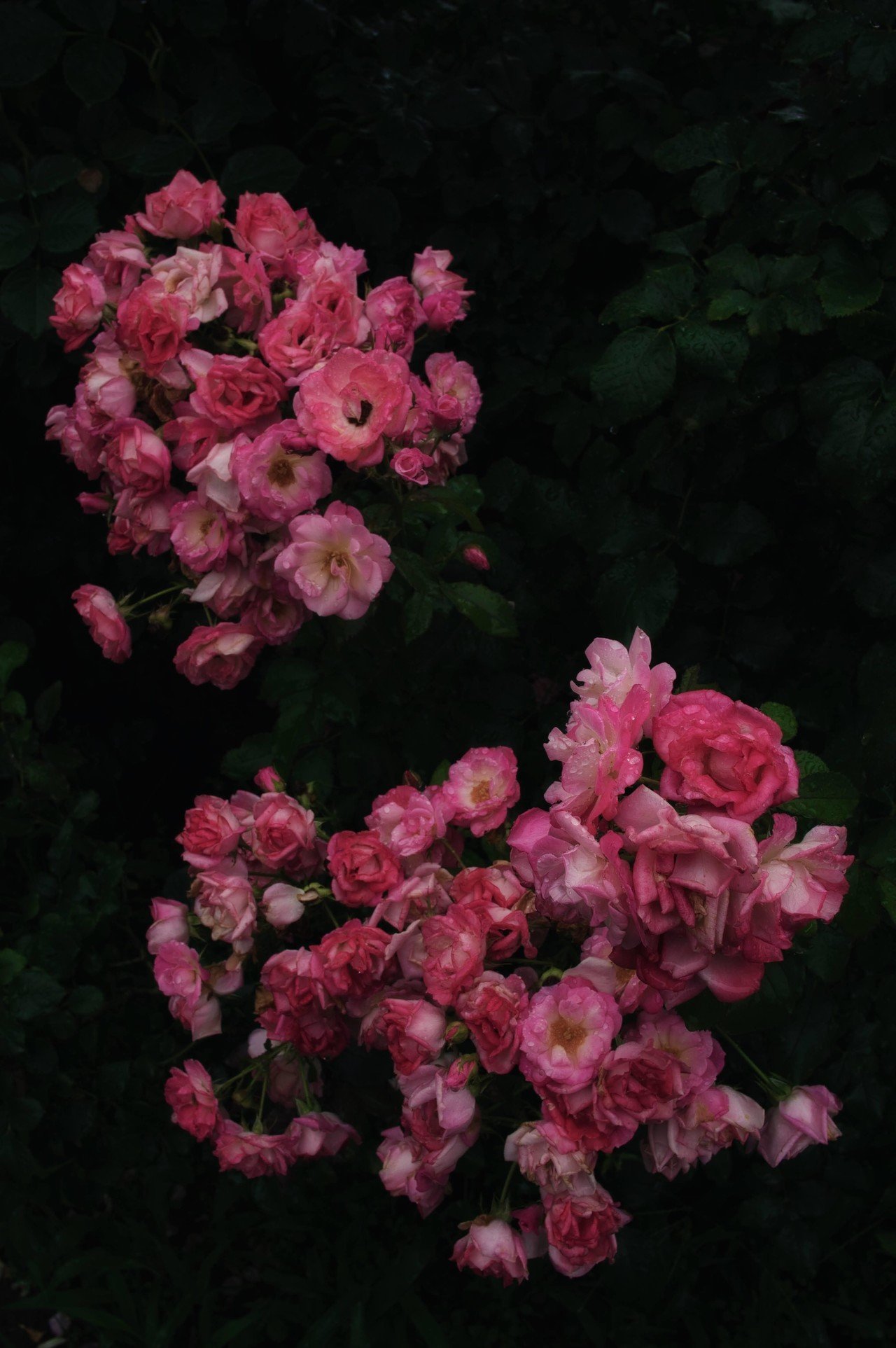 雨の日のバラ園。まだまだ咲いてました。｜ryosukewexer