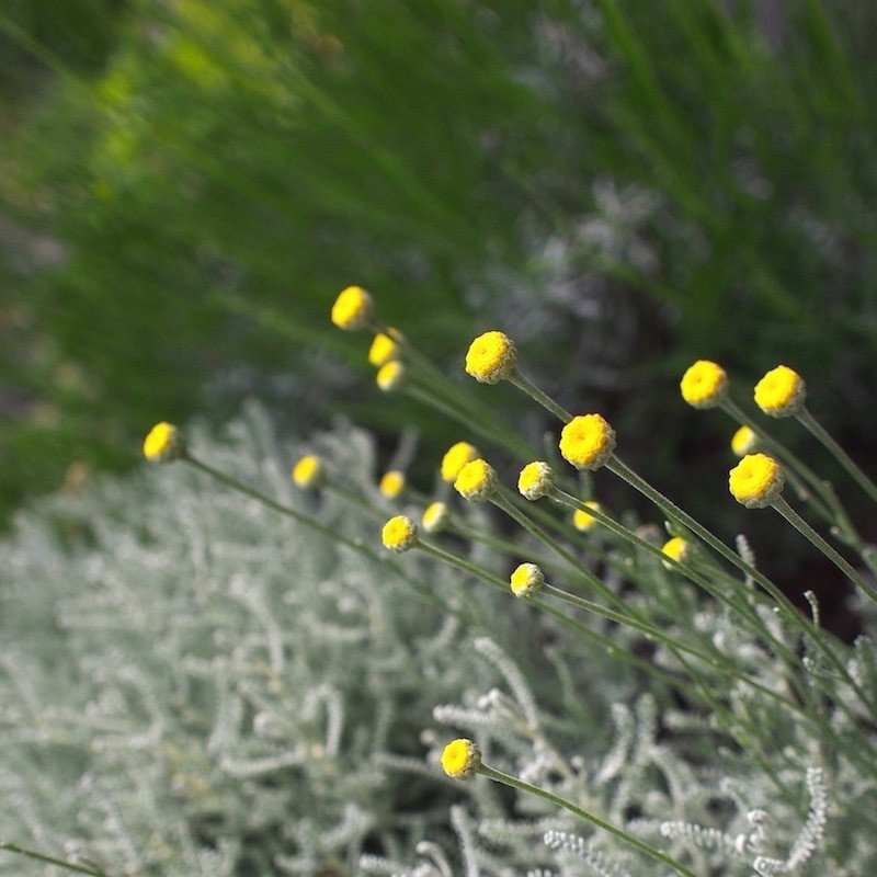 ボタンみたいなサントリナ・グレーのつぼみ｜Reiko. M