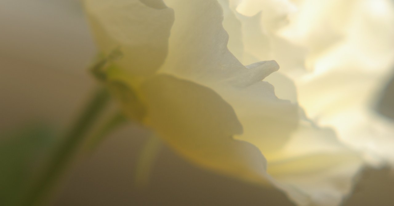 水。・。・。・。・。｜Cosmic Suzu｜note