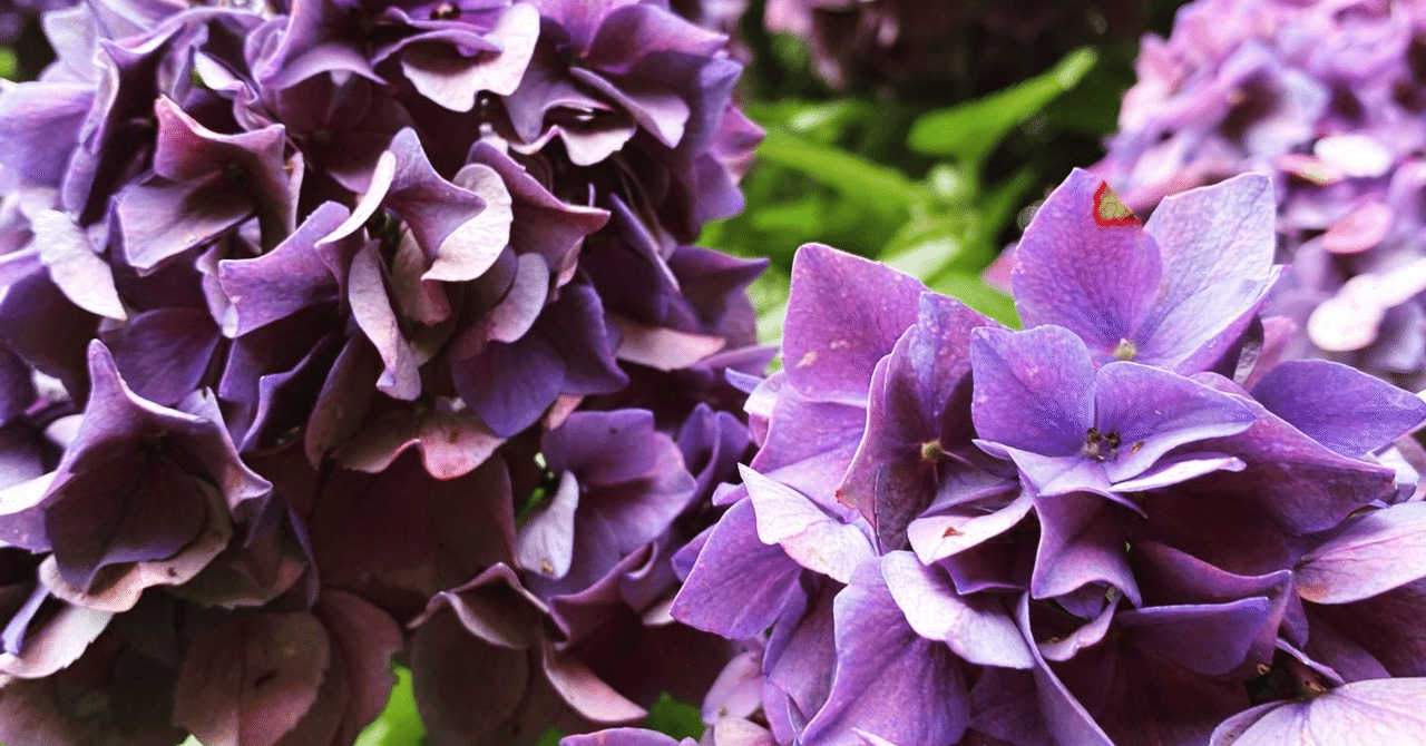 妻のつぶやき 実家に帰る。｜mana