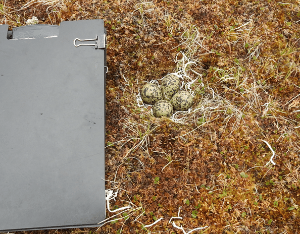 ミニ連載：雁の道を越えて ～ロシア北極圏探訪記 ⑰～ 続・ニェルパーハ島探検！｜澤祐介＠渡り鳥調査中