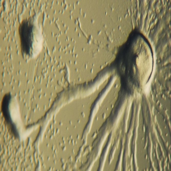 細胞性粘菌から学んだムーブメントの本質（デジファシ構想5）｜田原真人