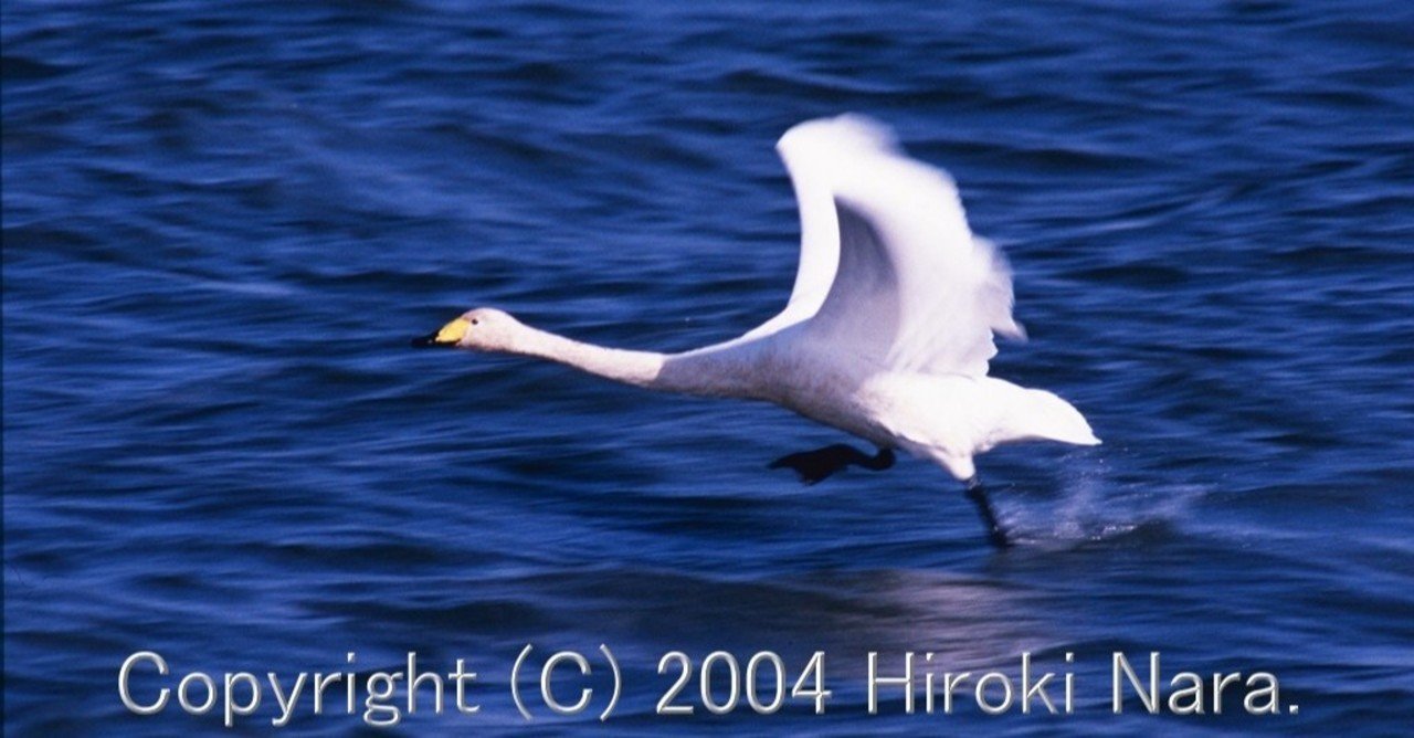 ノストラダムス｜hiroki-nara