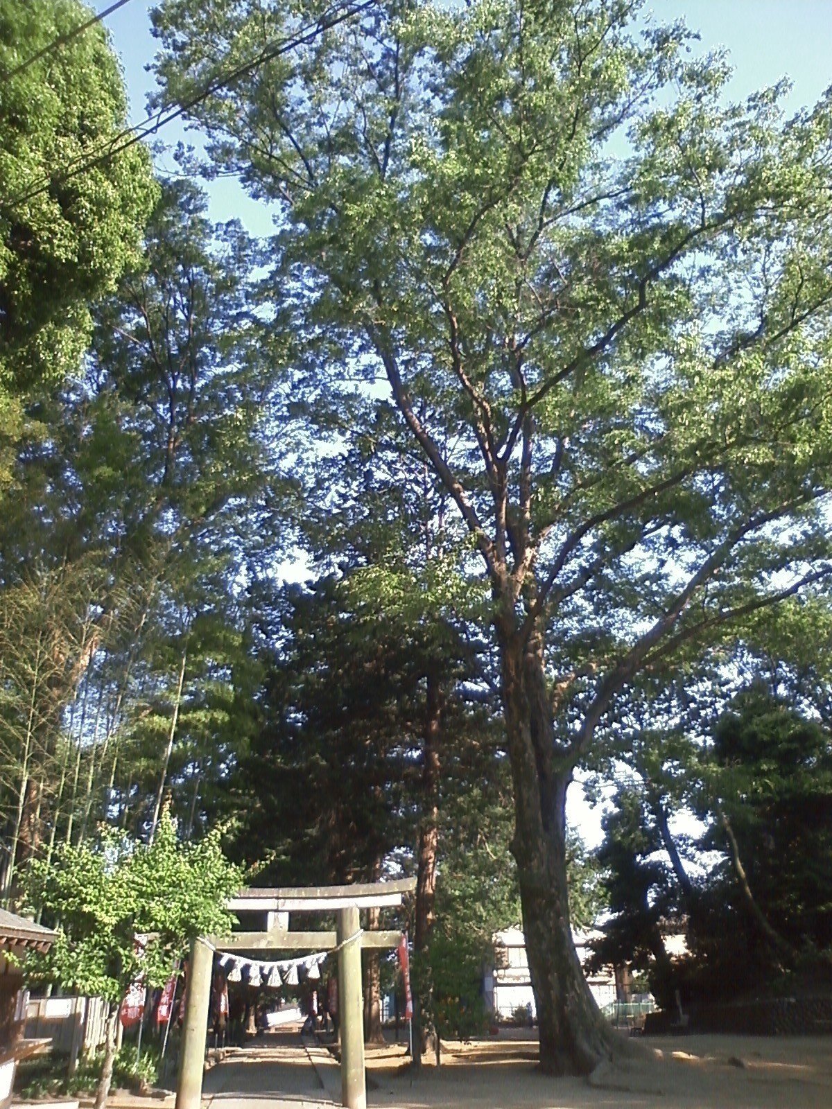 木 Wood｜安藤優 Masaru Ando