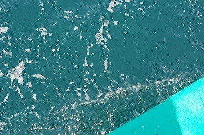 仕立て船でアオリイカ＆キス＆ヒラメマゴチリレー／田村ボート｜玉置標本｜note