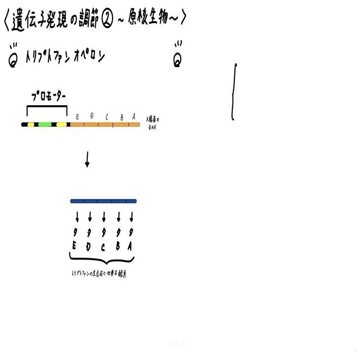 分子細胞生物学 3.遺伝子発現の調節（図）｜狐の医学生物