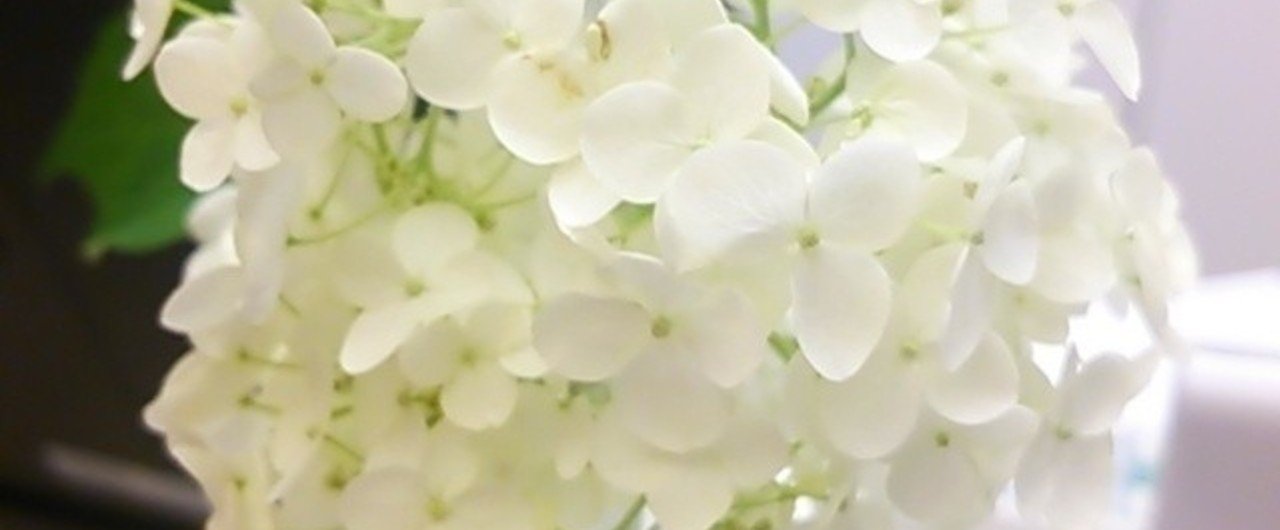 YOGA IS HOW TO LIVE.｜miyoga｜note