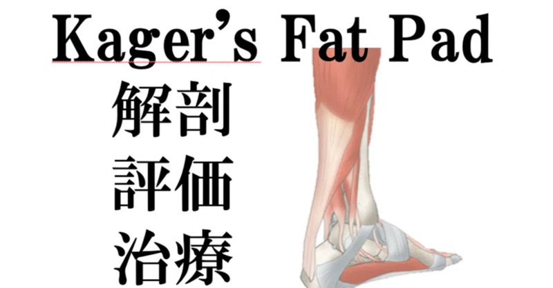 Kager's Fat Pad 解剖・評価・治療｜Y.K｜note
