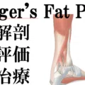 Kager's Fat Pad 解剖・評価・治療｜Y.K｜note