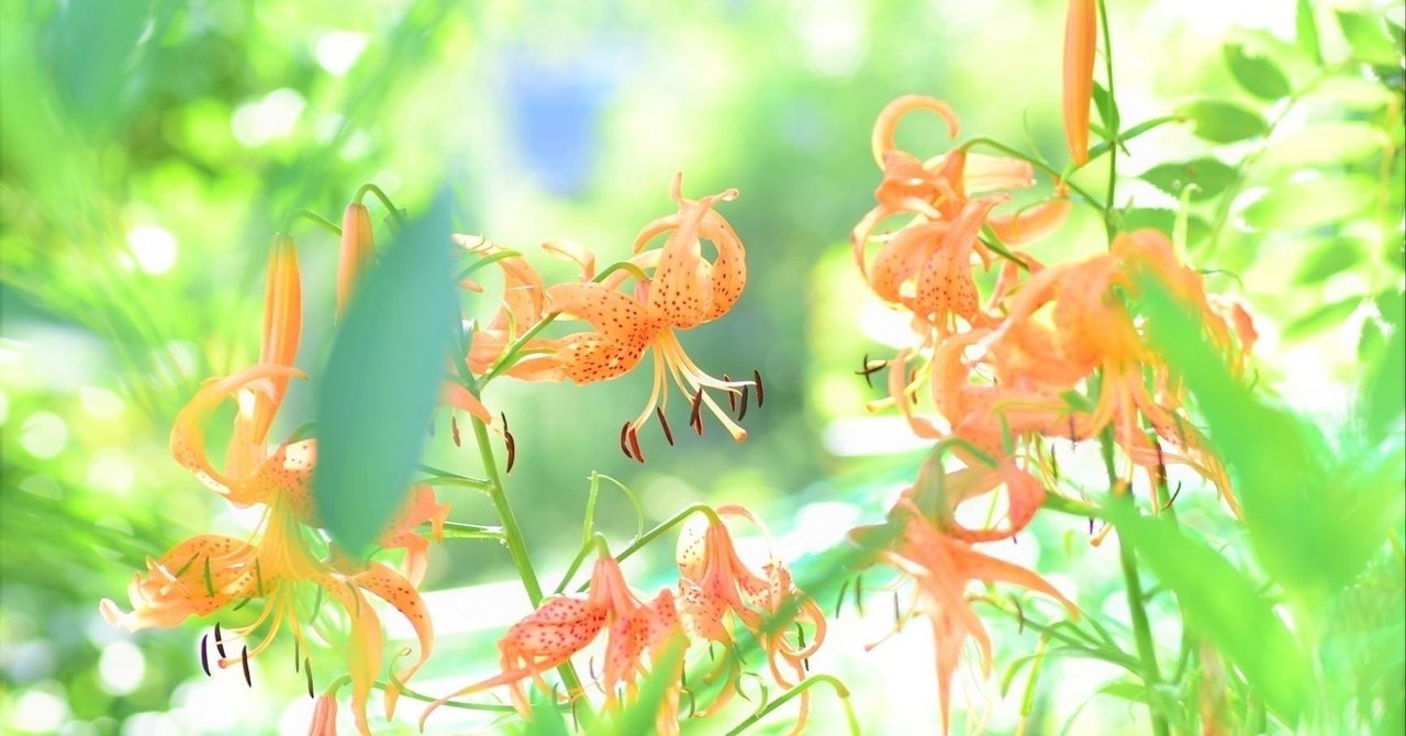 百合 ゆり ユリ YURI｜MITSUKO｜note