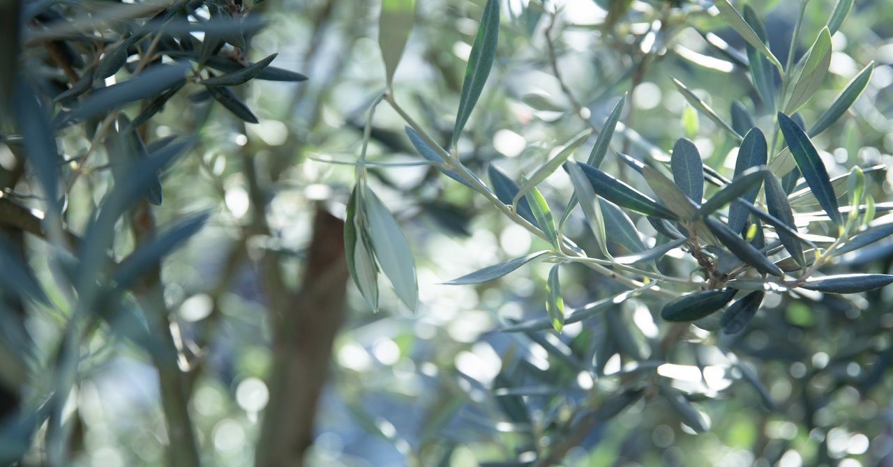 毛穴の黒ずみはホホバオイルで溶かして解決！｜山口ゆり