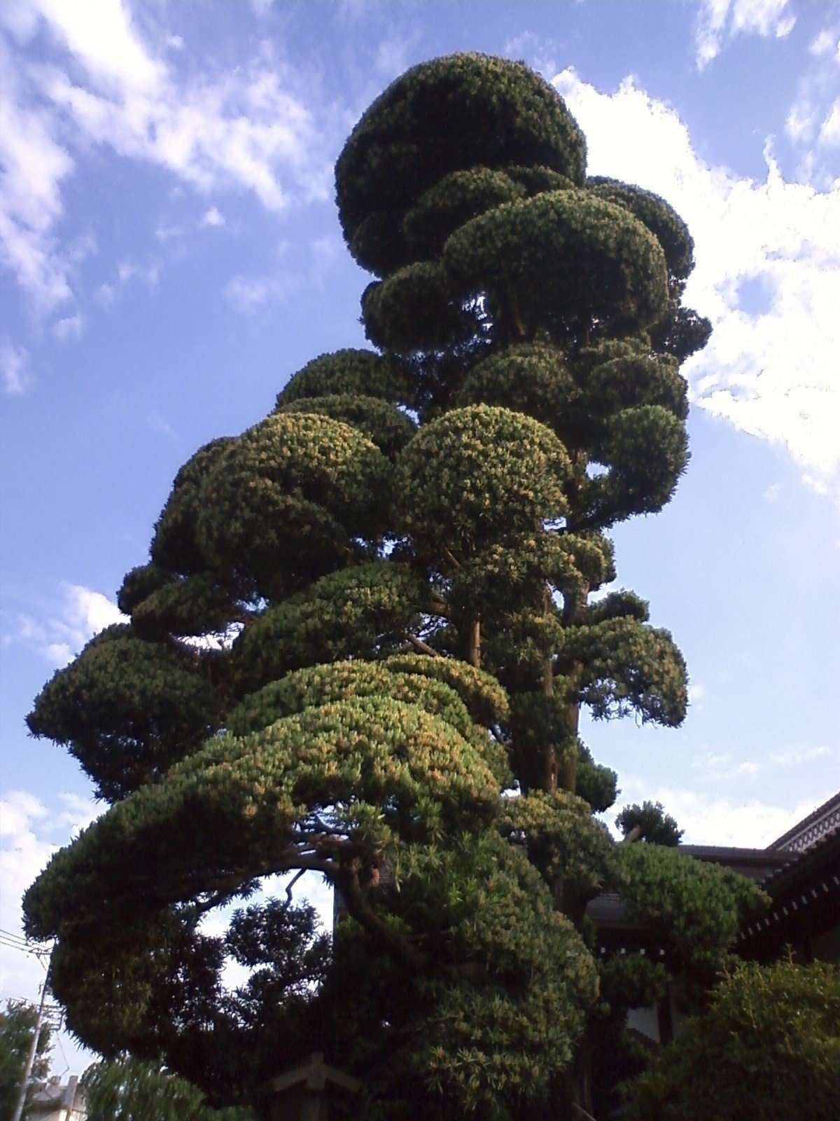 木 Wood｜安藤優 Masaru Ando