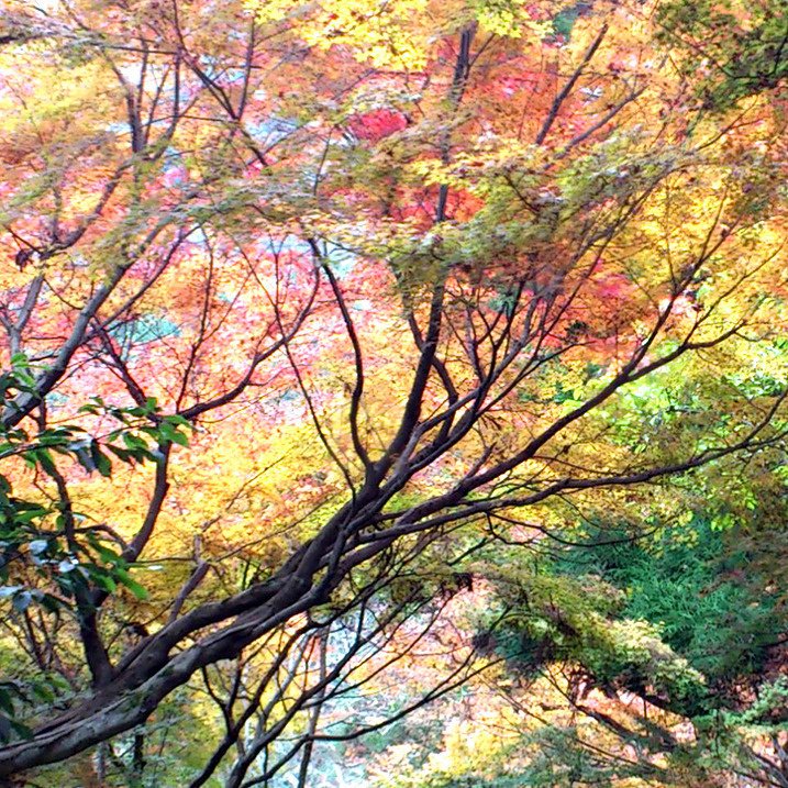 Colors of Leaves （試聴版）｜charly_jp｜note