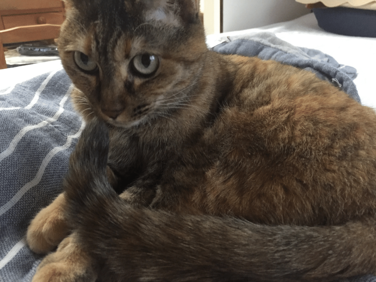 雑文 #186 晴れた八月の休日｜momonga｜note