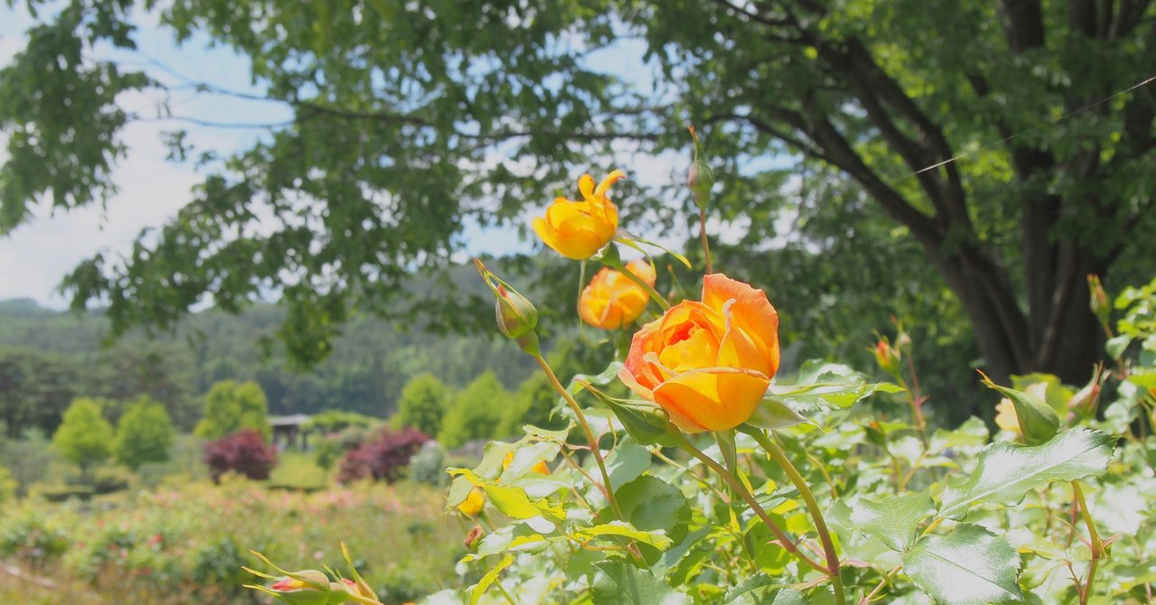 8月になって。｜和田晶雄｜Akio Wada｜note