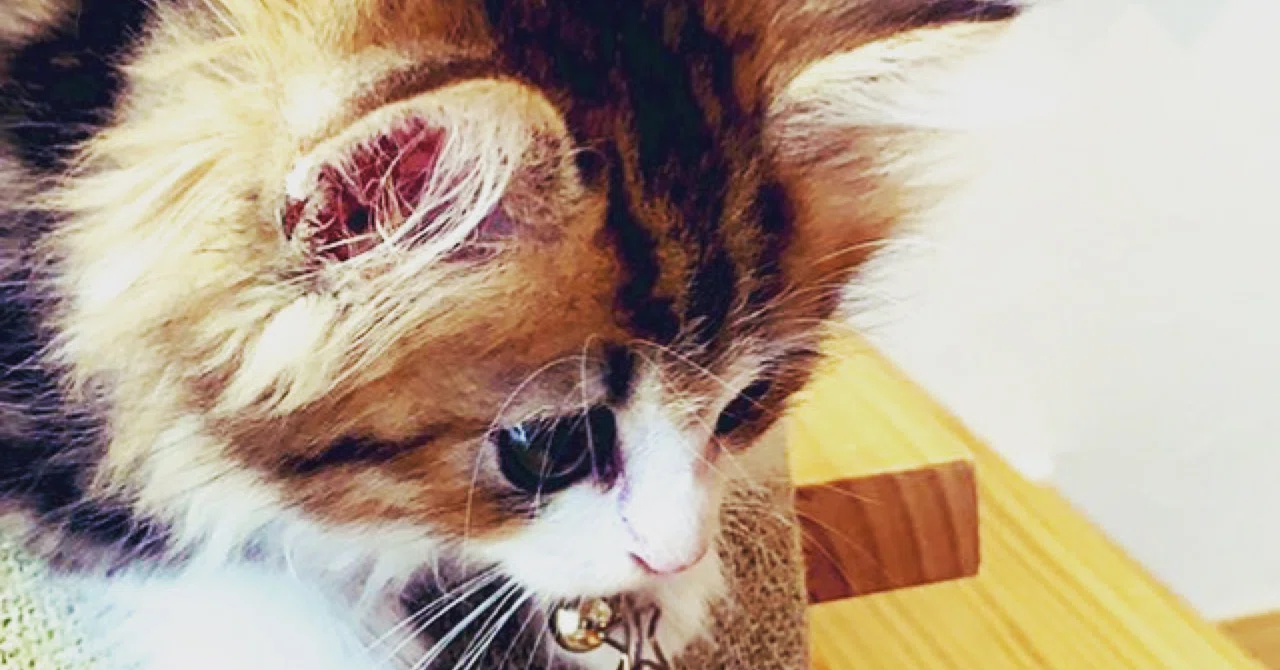 もふもふ短足子猫もなかの成長記録【ミヌエットの子猫】｜Monaka