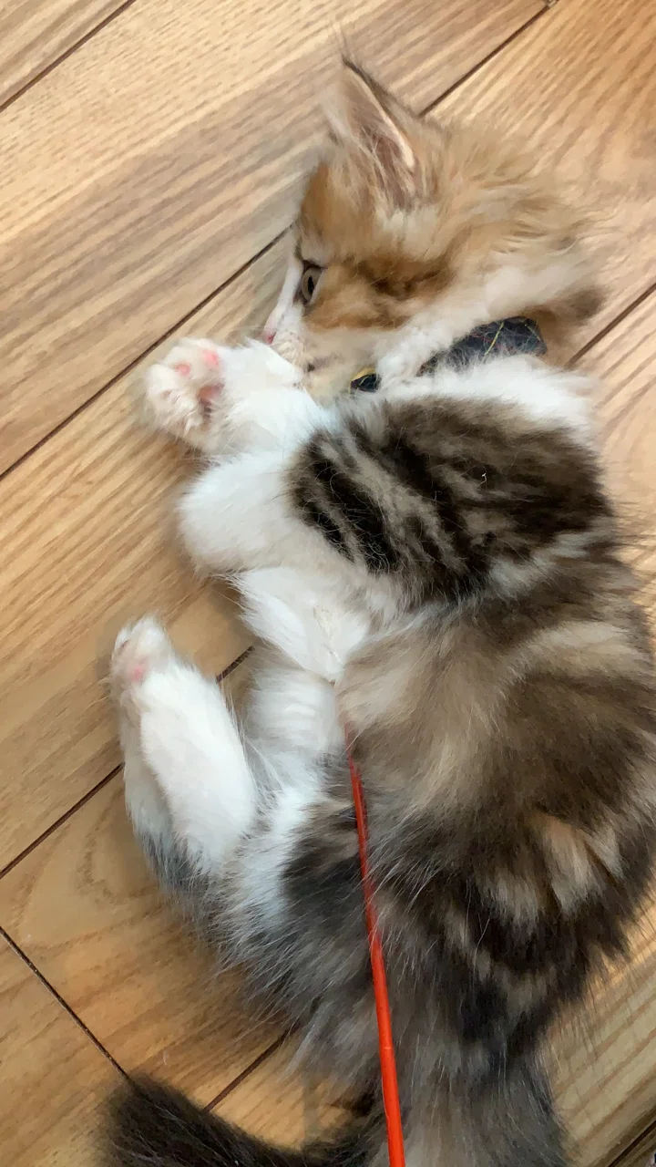 もふもふ短足子猫もなかの成長記録【ミヌエットの子猫】｜Monaka