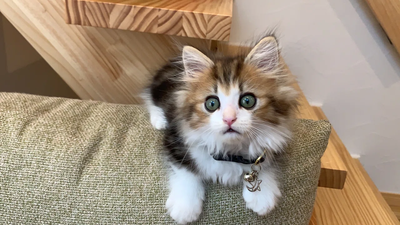 もふもふ短足子猫もなかの成長記録【ミヌエットの子猫】｜Monaka