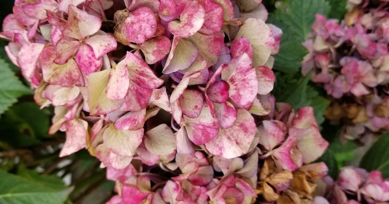 希望を摘み取る大人たち｜mayamoon