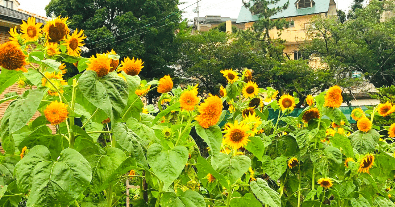 夢日記2020/8/5｜森子｜note