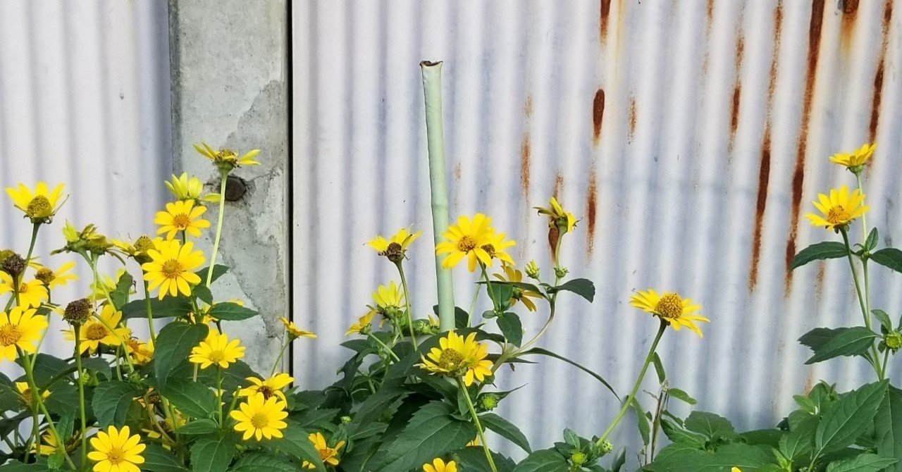 ひきこもりのはじまり｜mayamoon