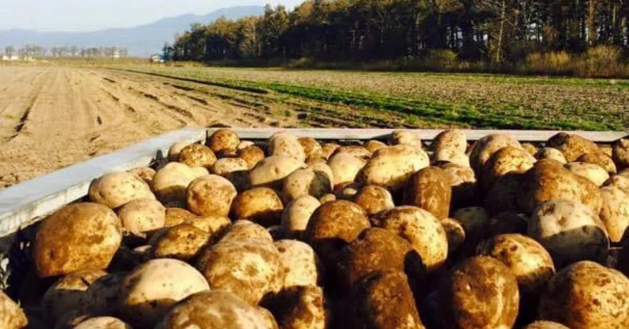 U.S. Potatoes: Why Are There Talks to Lift the Ban When They Are ...