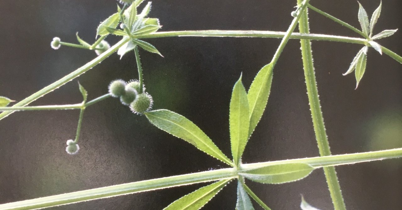 約束ごとが増えて｜江頭 春可 / ナラティブベース代表｜note