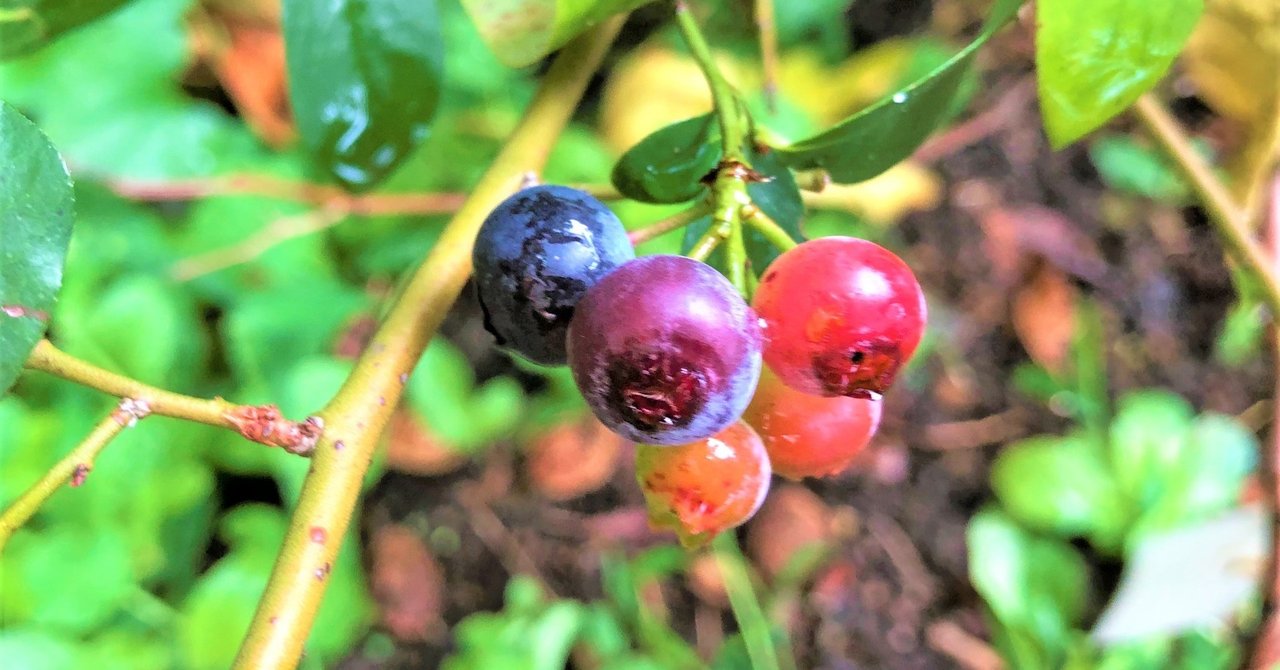 色の変化が楽しめるブルーベリーを収穫中｜幸福度上げ隊のゆうき隊長です！｜note