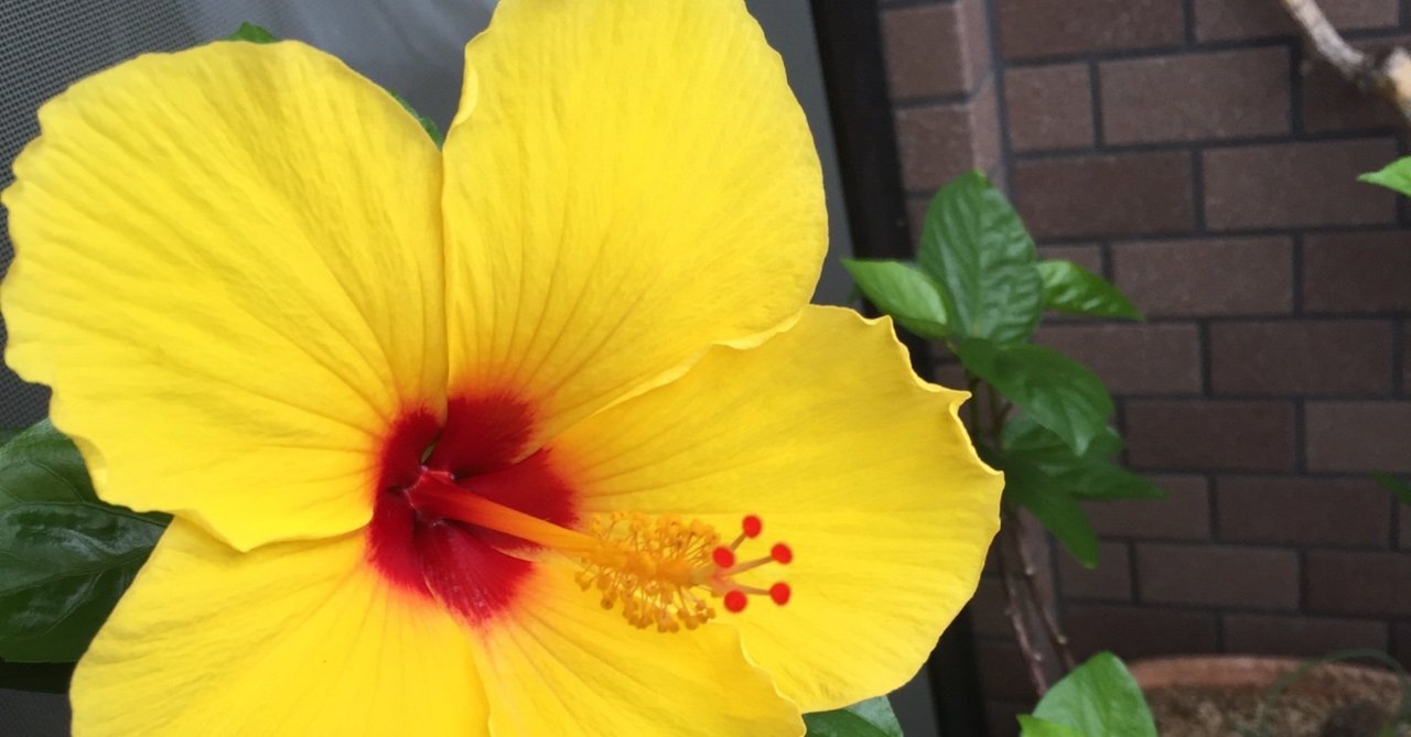 夏休み振り返り｜｜ゴッチ｜｜note