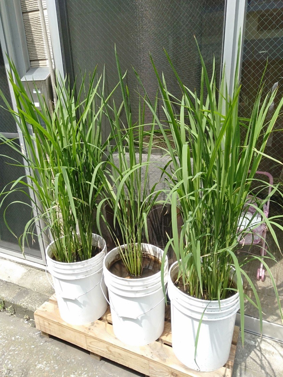 2020.8.10｜abekazusa｜note