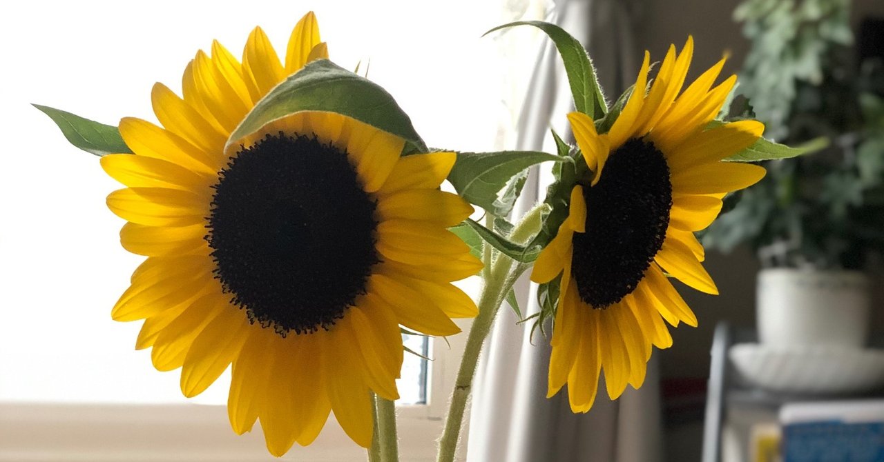 「Tsunagu」 Season 2 開幕！！｜マヤ暦@佐藤陽子