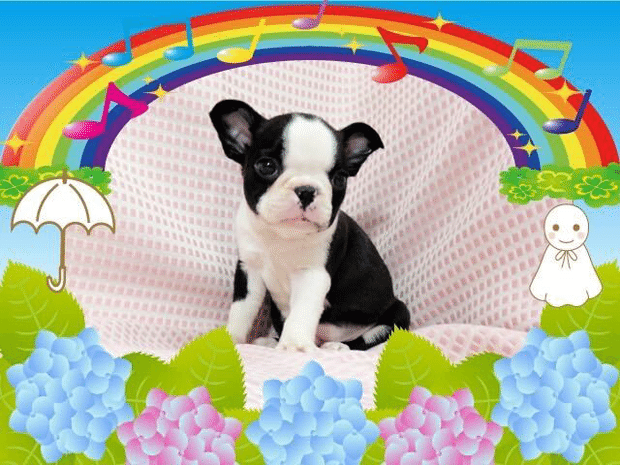 小さなボストンテリアがもたらしてくれた大きなギフト #いい部屋ペット｜いい部屋ネット[公式]