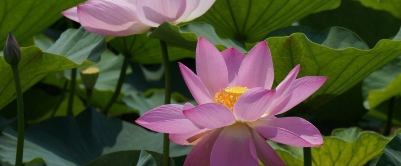 あれ？琵琶湖烏丸半島名物・ハスの群生が消えた｜yasuu_kusayan