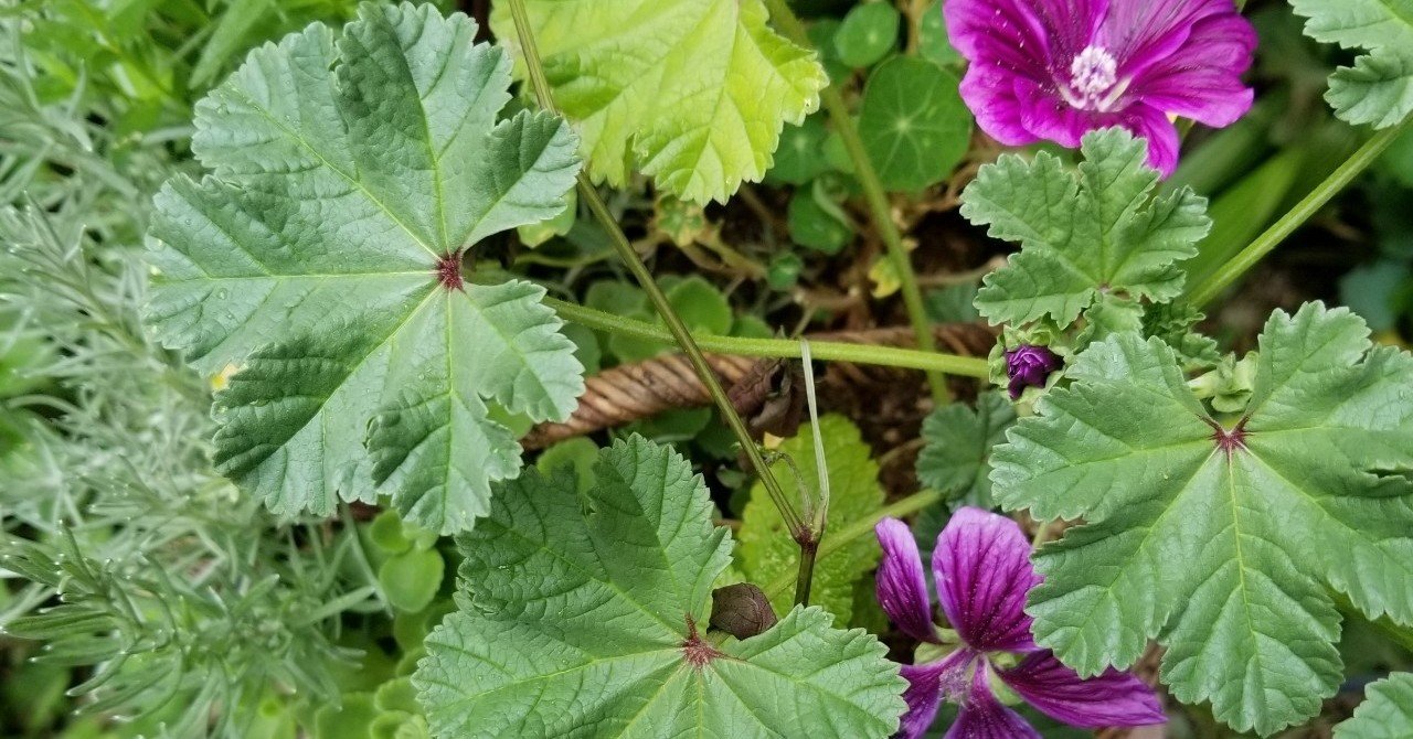 過呼吸再び｜mayamoon