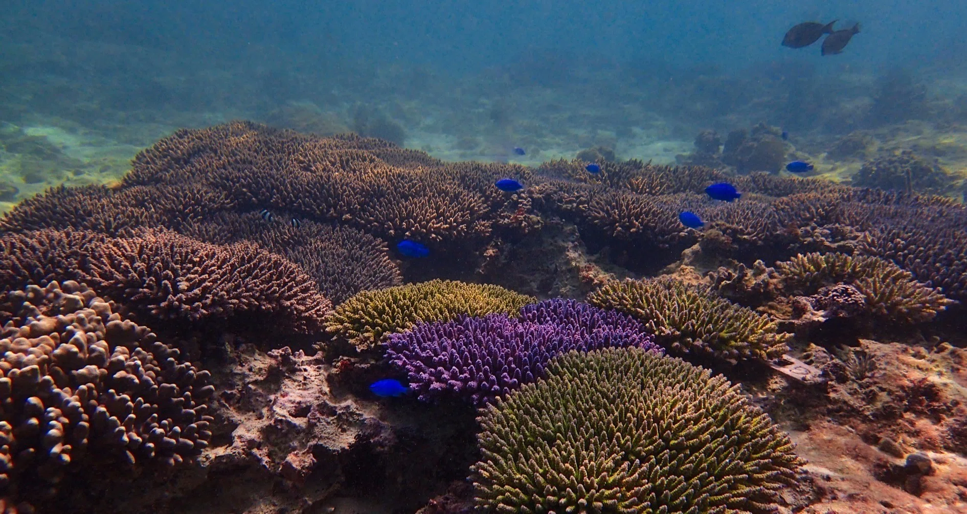 Sea Seed