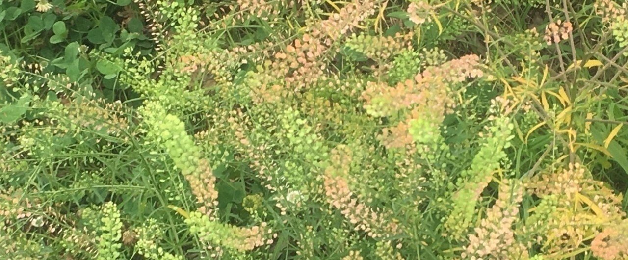 YOGA IS HOW TO LIVE.｜miyoga｜note