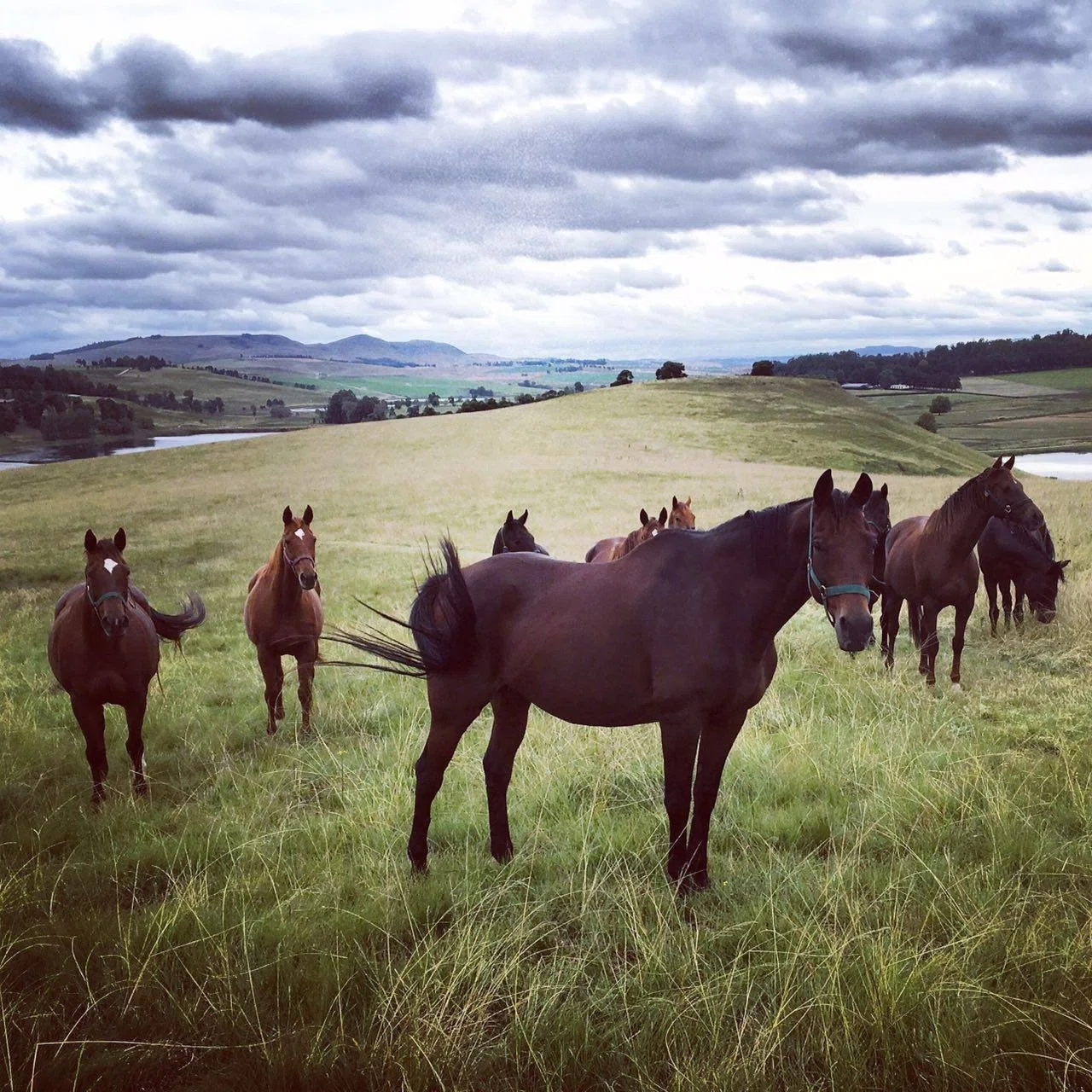 horses, all in one｜ATİLLA GENÇTEN